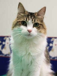 Tallahassee Veterinarians and Vet Staff - Novey Animal Hospital