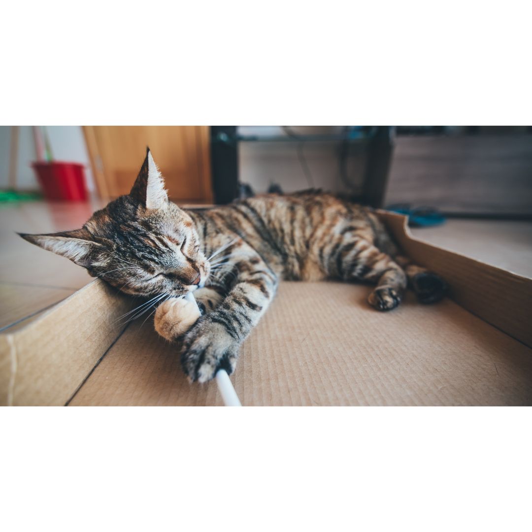 3 Tips To Enrich Your Cat's Life - Novey Animal Hospital