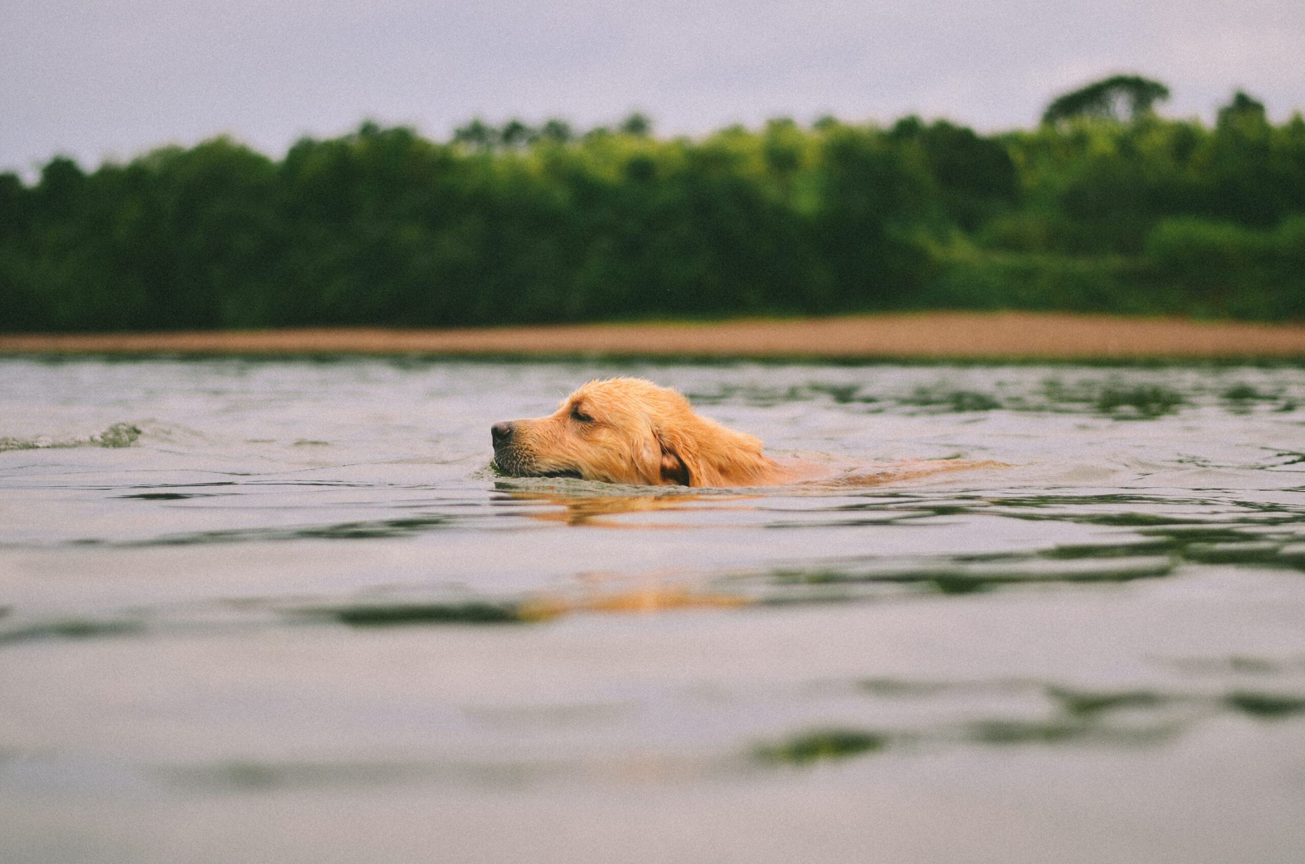 Keep Pets Safe While Swimming - Novey Animal Hospital