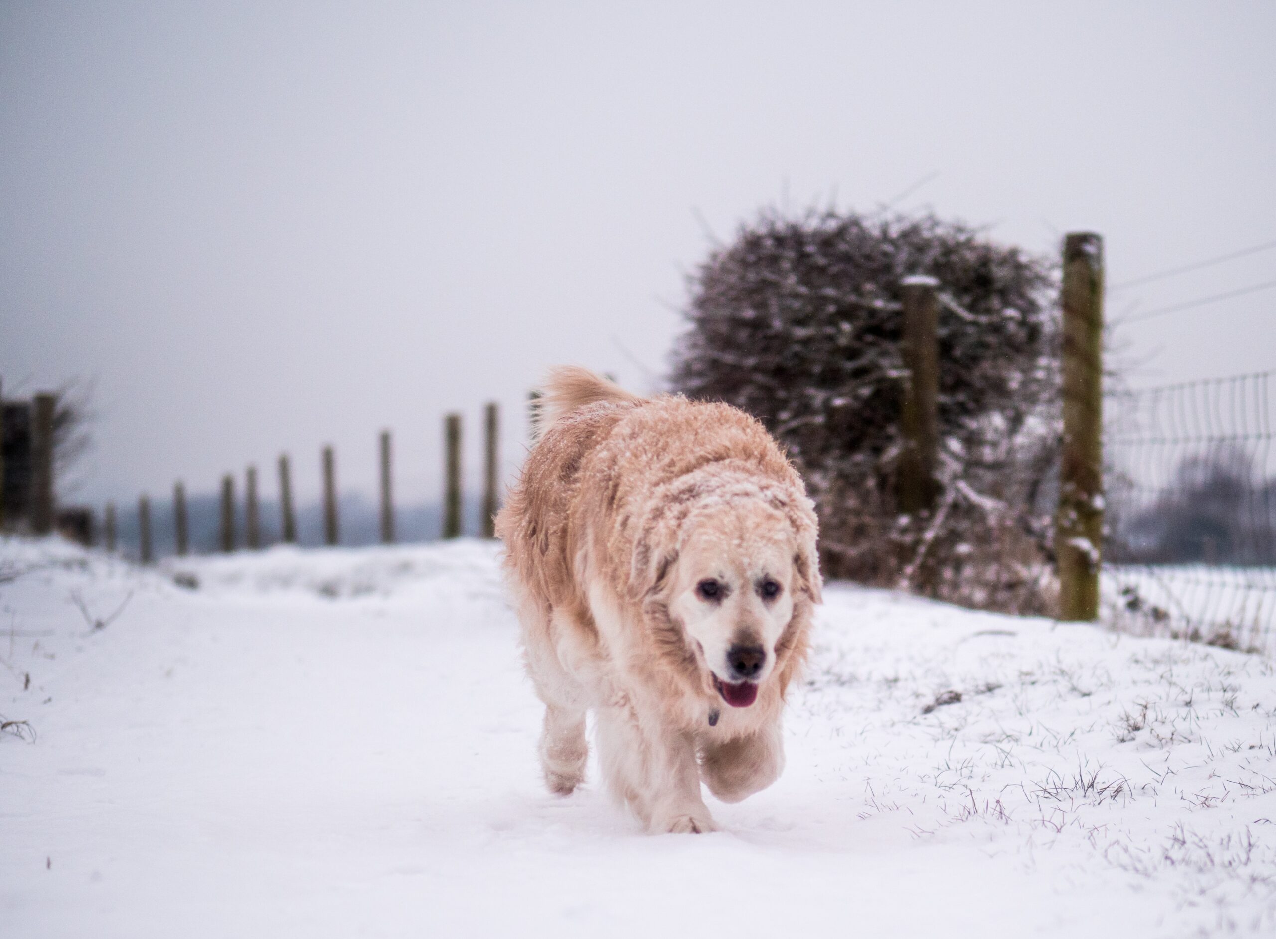 Protecting Pets from January Hazards